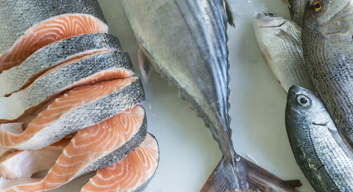 انواع السمك في المانيا ومواصفاته - موقع ياهلا