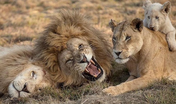 اجمل صور اسد جديدة - باهي نت