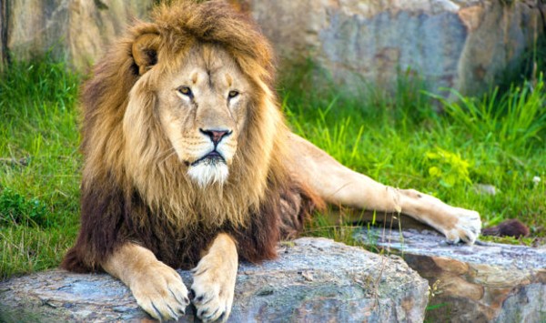 اجمل صور اسد جديدة - باهي نت