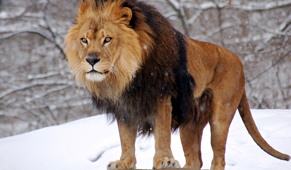 صور اسد جميلة صور أسد ولبؤة وشبل رائعة - موقع ياهلا