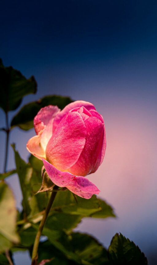 اجمل خلفيات ورد مميزة وحديثة - موقع ياهلا